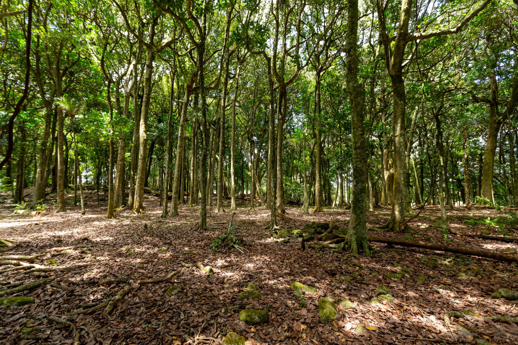 Stoney Hill - Rural Lifestyle Development, Whangarei, Northland